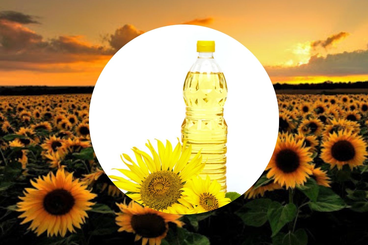 ”Prețul uleiului de floarea soarelui a trecut 40 de lei pentru un litru ...