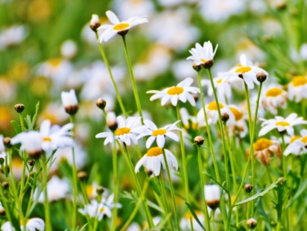 Extractul de mușețel din farmacie: De ce e bine să-l avem în casă